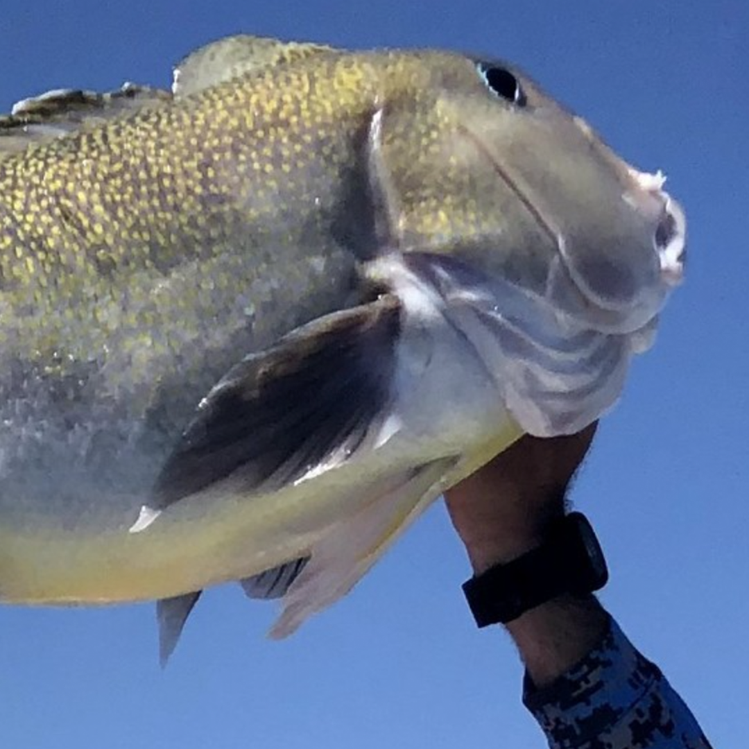 Deep Drop Combos – CHAOS Fishing